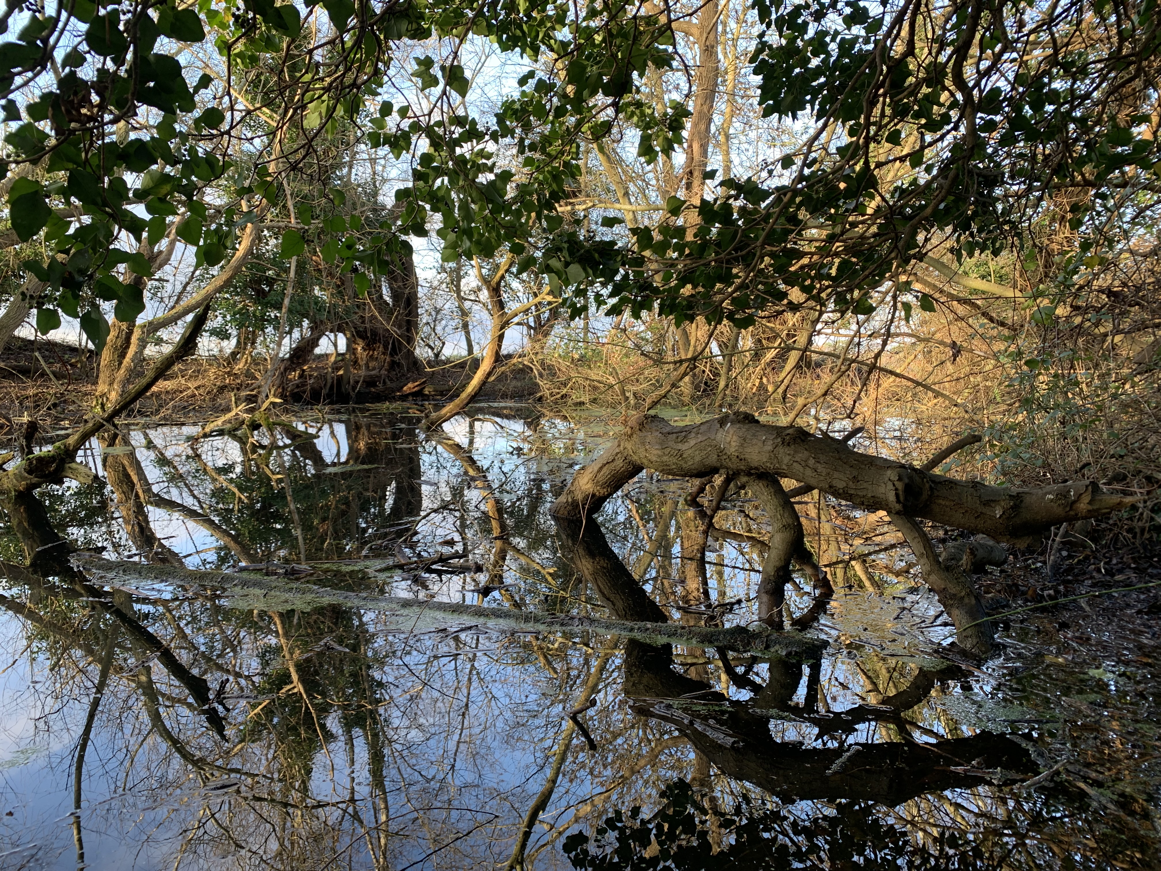 Vale S”pond”sorship … Our Project for 2024/2025 – Supporting our ...